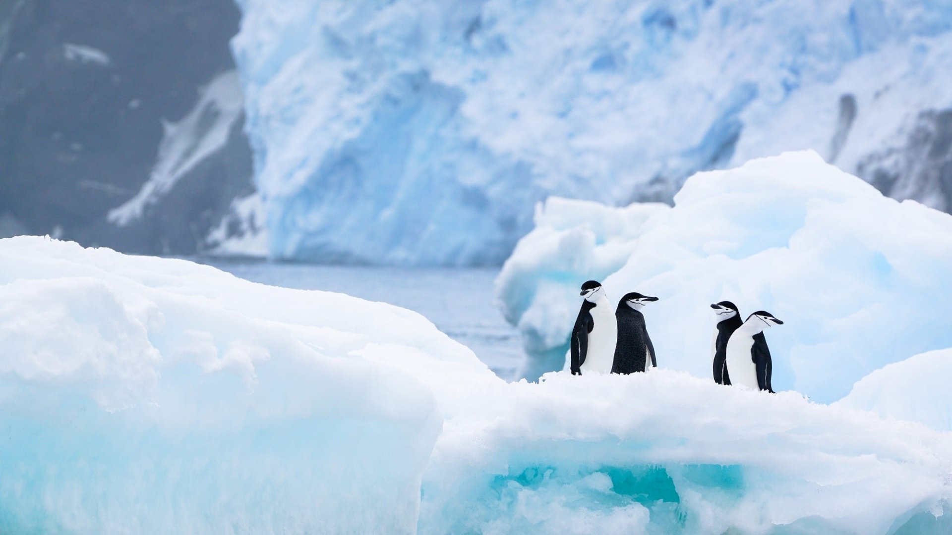 Icebound Trio — HD Penguin Wildlife Wallpaper | 2000x1125 | Wallpaper Abyss