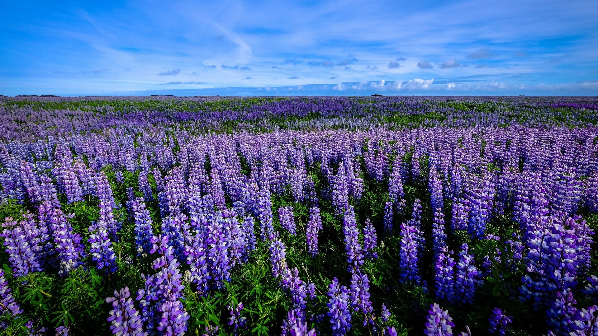 Download Purple Flower Flower Summer Field Nature Lupine 4k Ultra HD ...