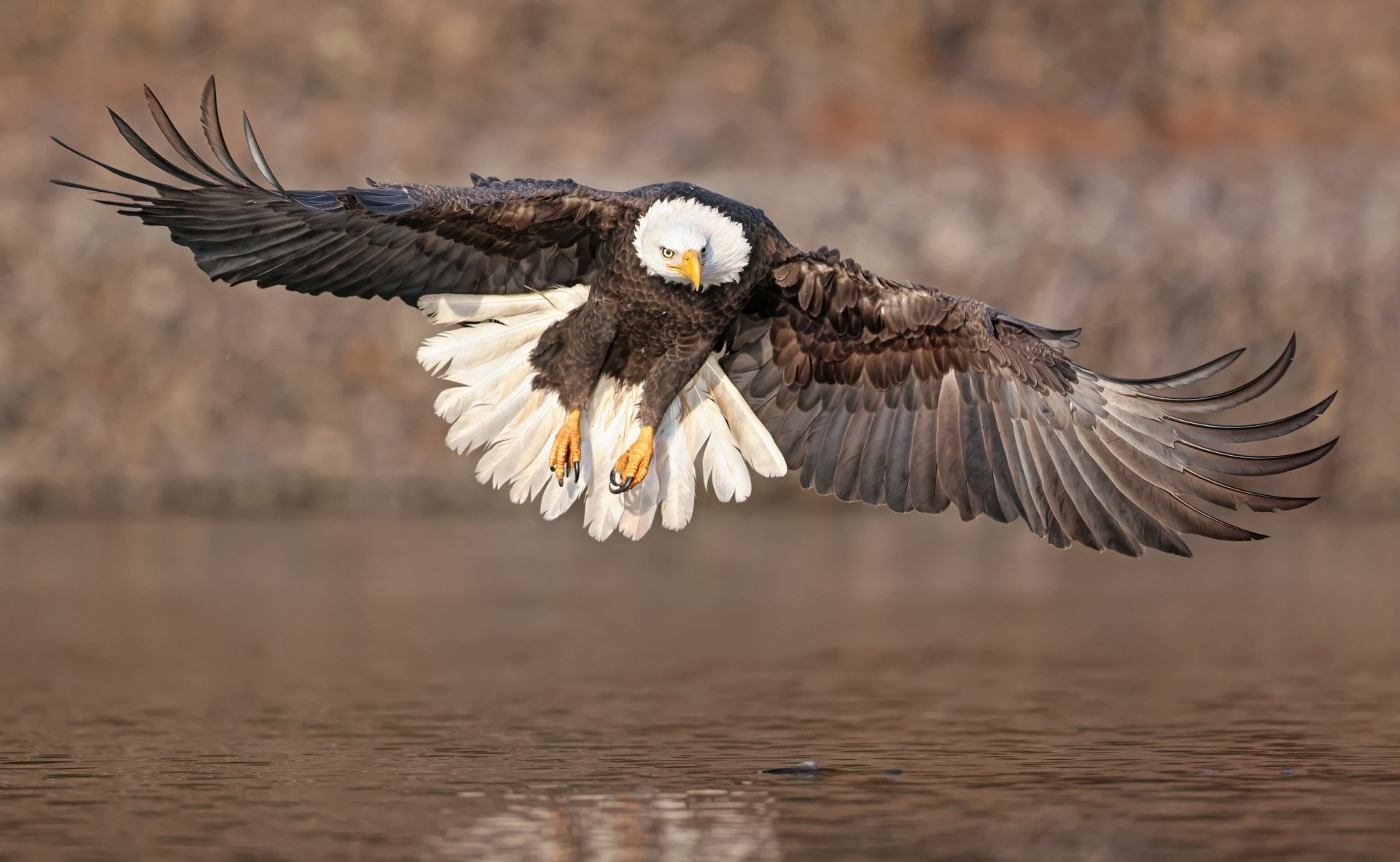 Download Bird Of Prey Bird Animal Bald Eagle 4k Ultra HD Wallpaper