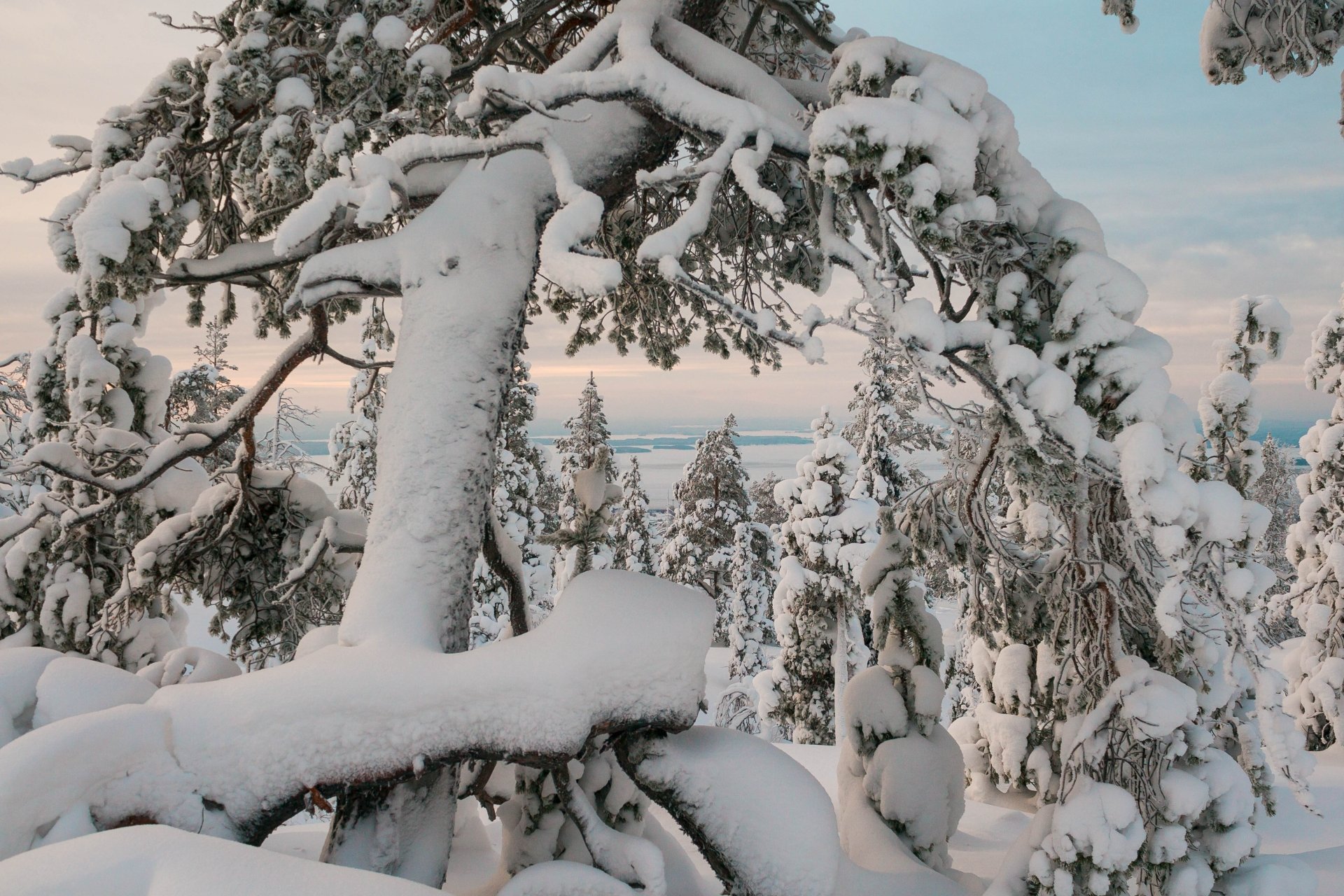 Winter's Embrace: Stunning 4K Snow-Covered Trees in Nature's Frozen ...