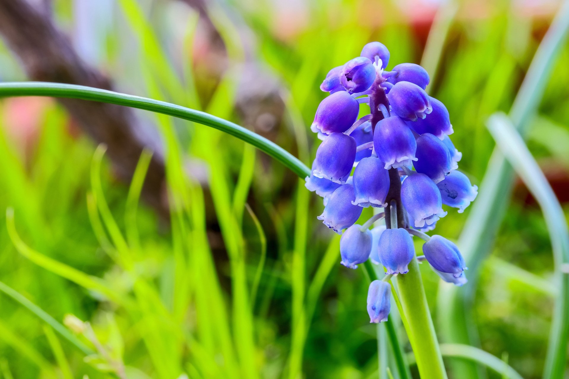 Download Blue Flower Spring Blur Flower Nature Hyacinth 4k Ultra HD ...