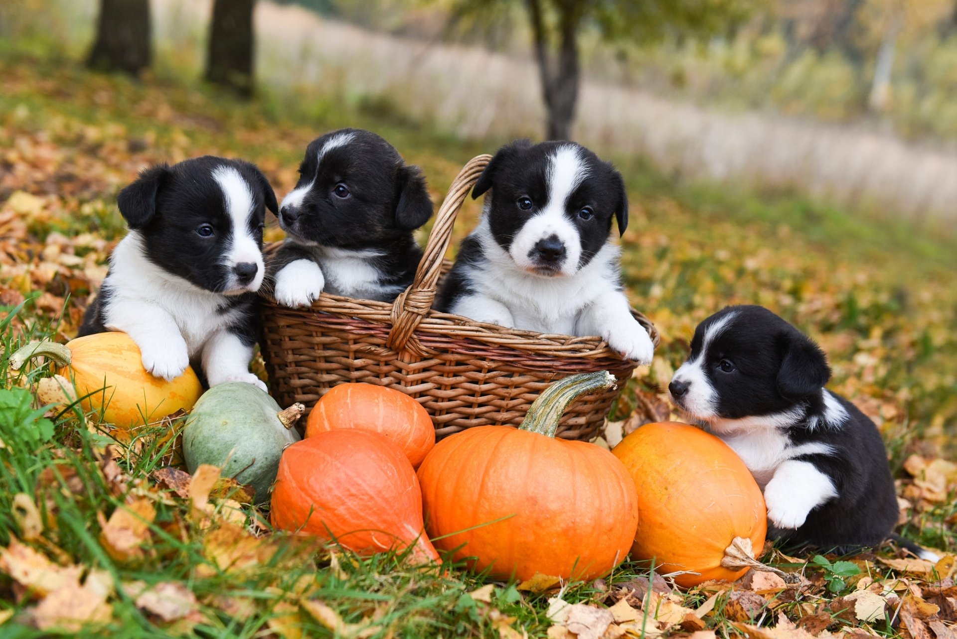 Download Basket Baby Animal Pumpkin Dog Animal Puppy HD Wallpaper