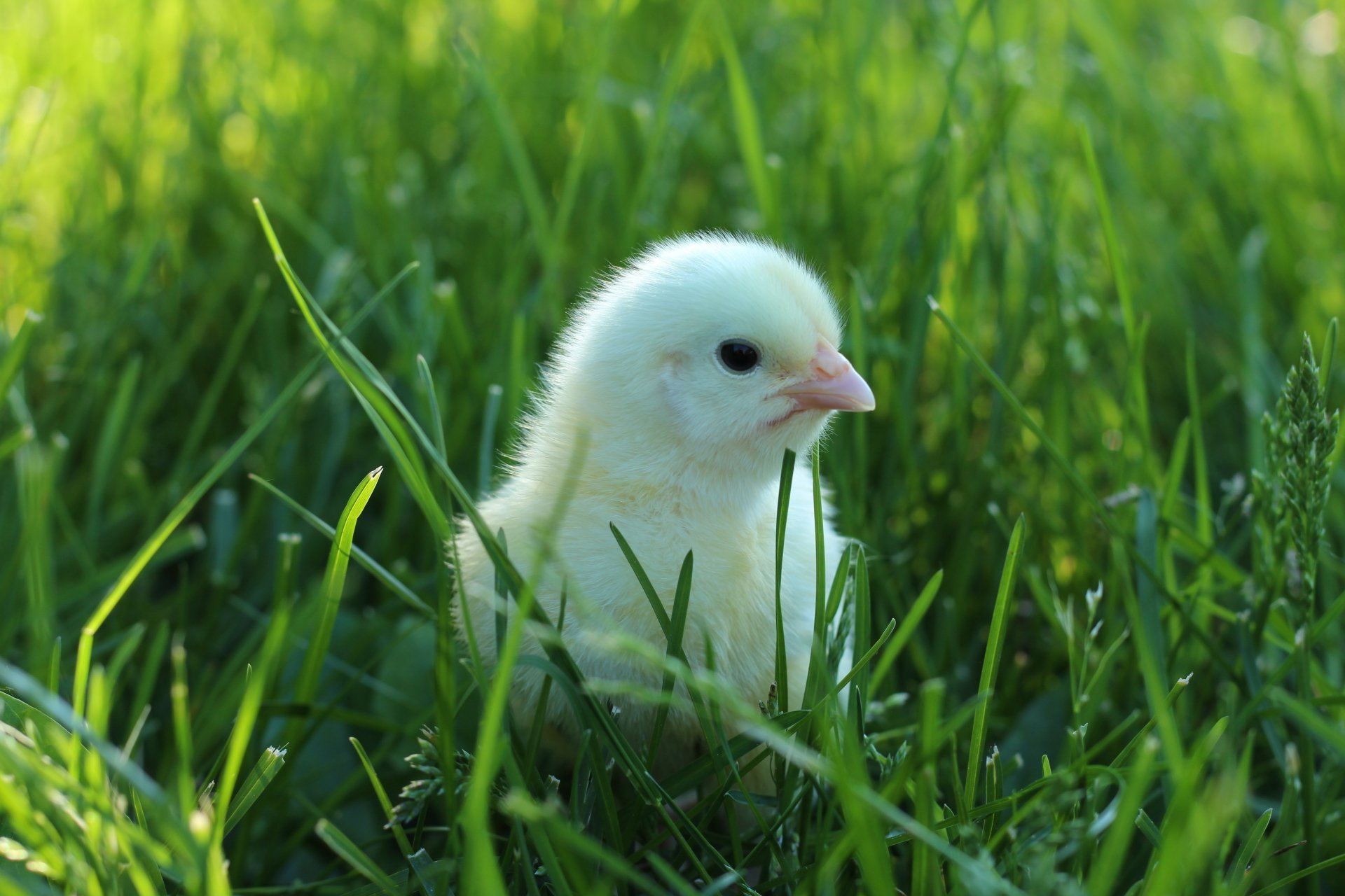 Download Bird Grass Chick Animal Chicken 4k Ultra HD Wallpaper