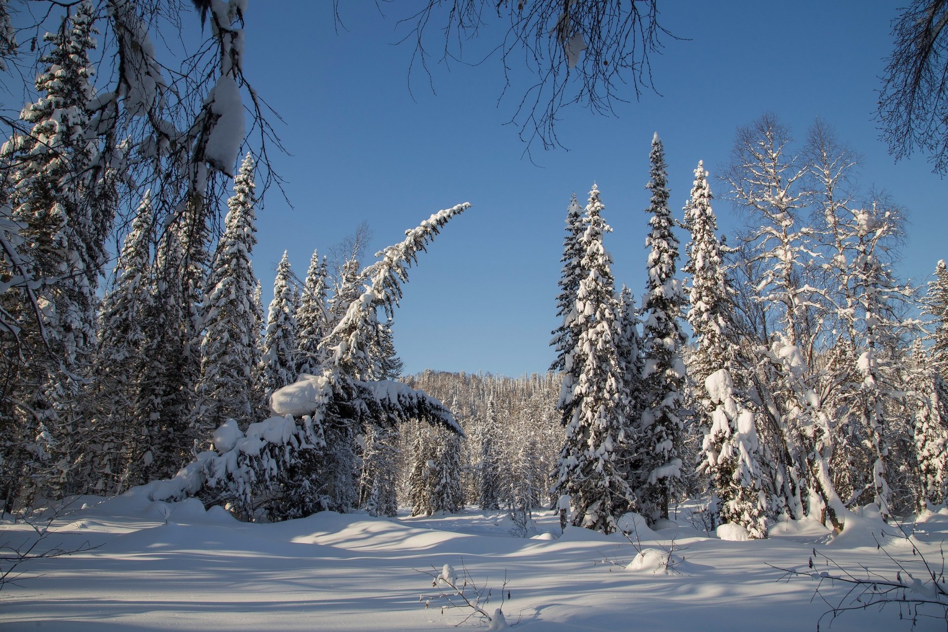 Download Spruce Nature Snow Forest Winter HD Wallpaper