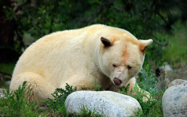 Kermode Bear Wallpapers
