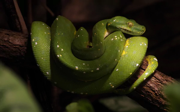 [20+] Python 4k Wallpapers