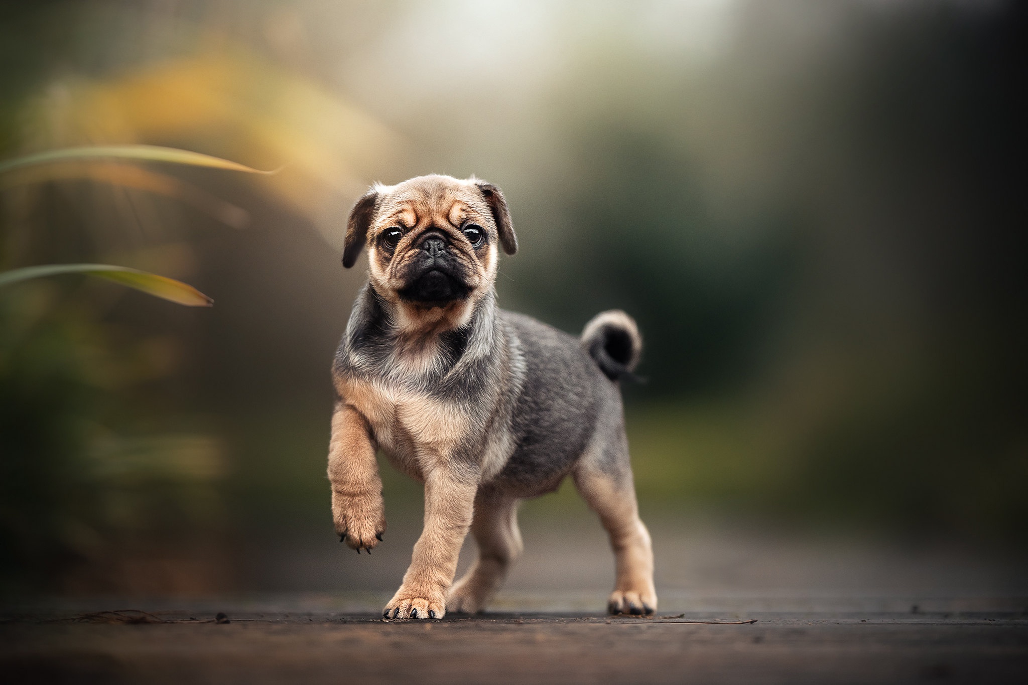 Download Depth Of Field Dog Animal Pug HD Wallpaper
