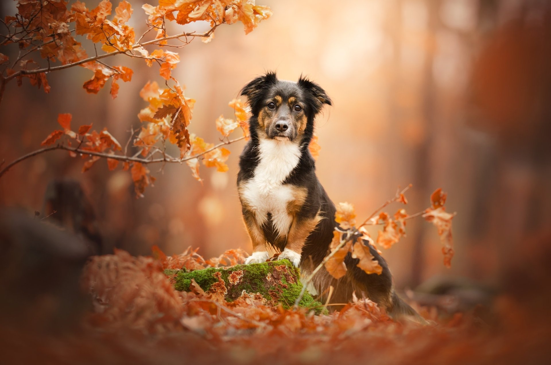 Download Fall Animal Dog HD Wallpaper