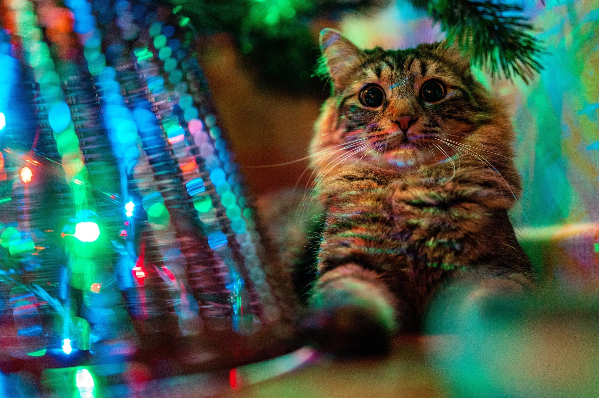 Download Bokeh Animal Cat HD Wallpaper