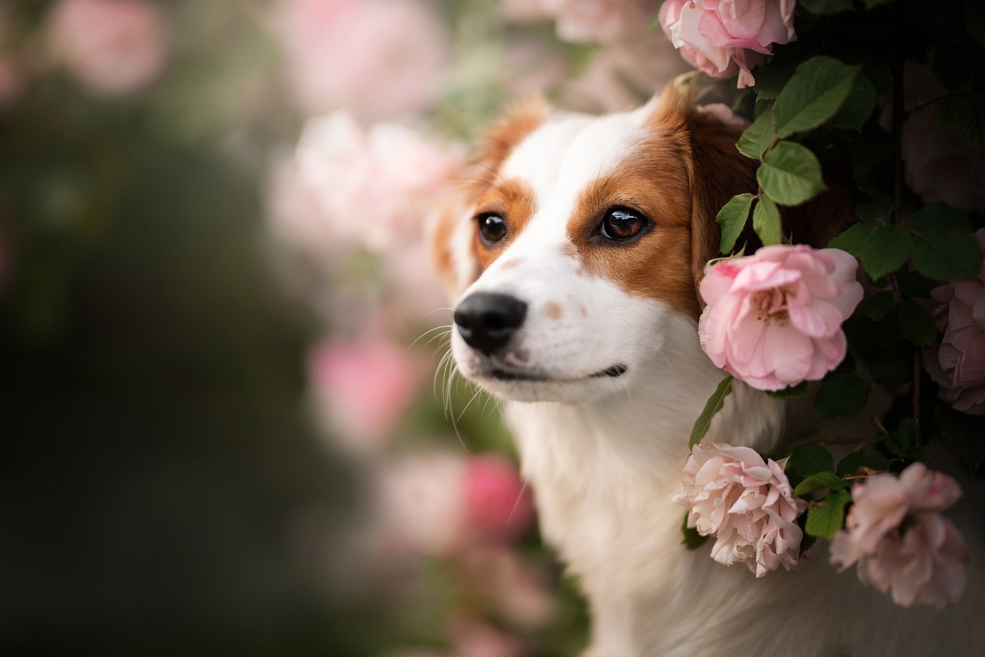 Download Pink Flower Animal Dog HD Wallpaper | 2048x1365 | Wallpaper Abyss