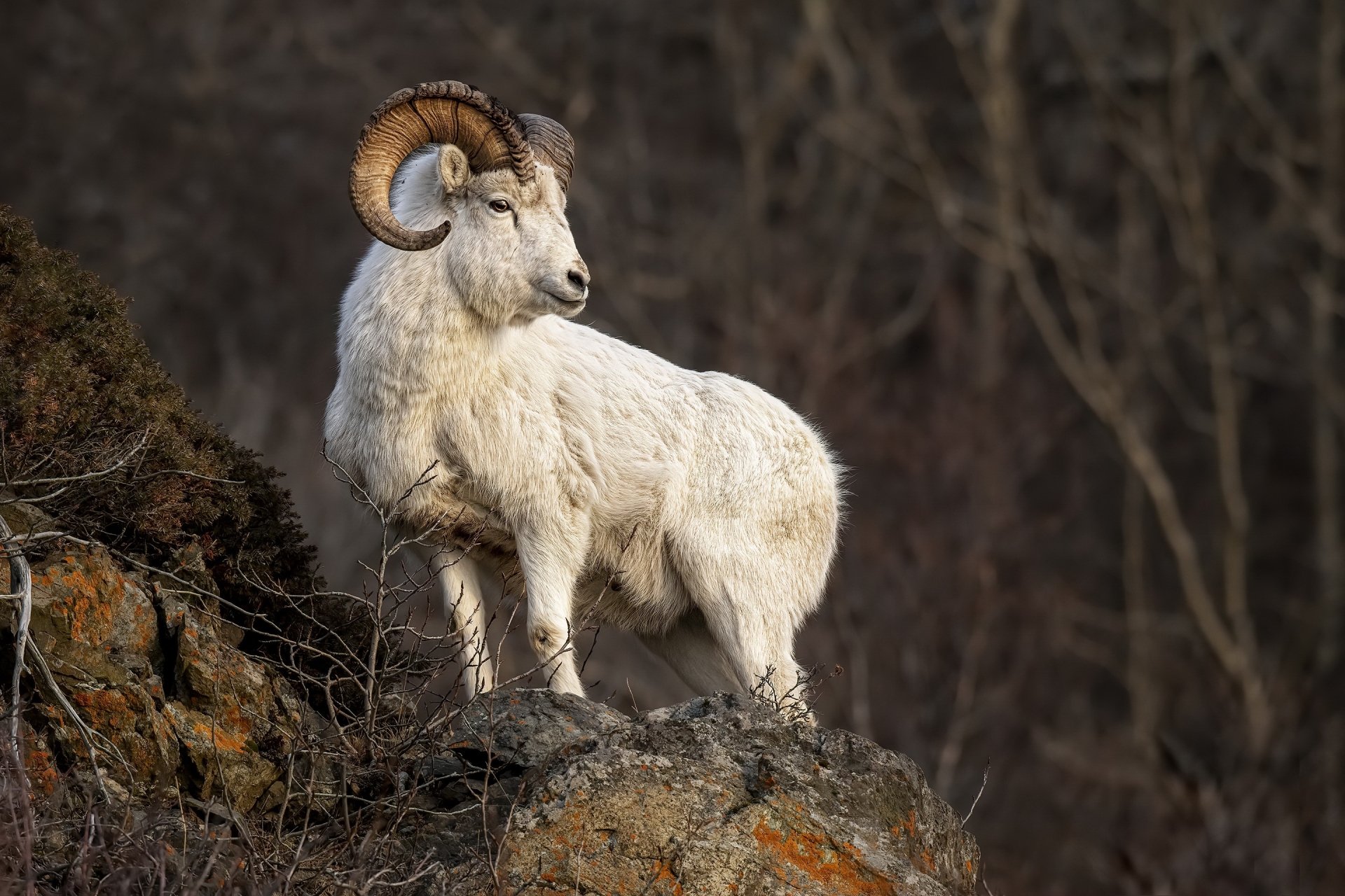 Download Animal Sheep HD Wallpaper