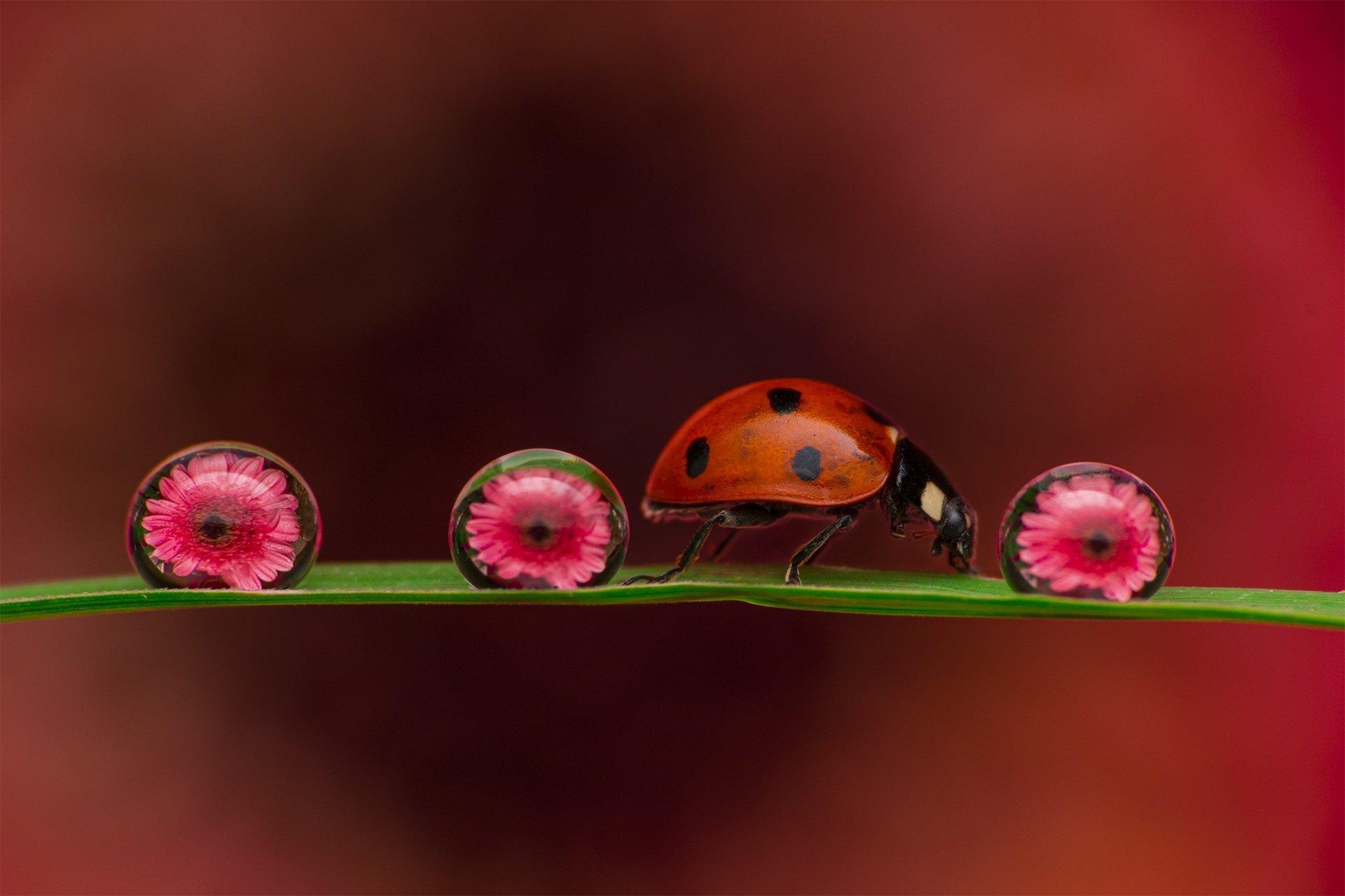 Download Insect Flower Macro Water Drop Animal Ladybug HD Wallpaper