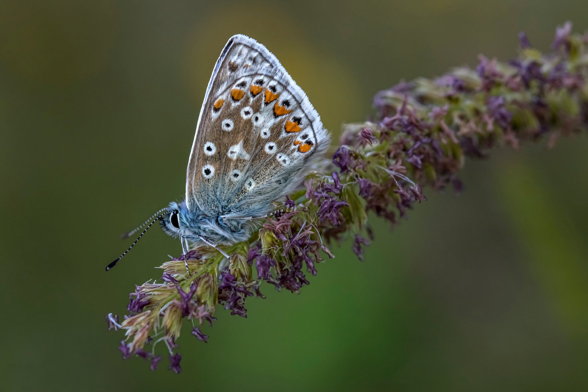 4K Ultra HD Macro: Delicate Meadow Butterfly Wallpaper | 4500x3000 ...