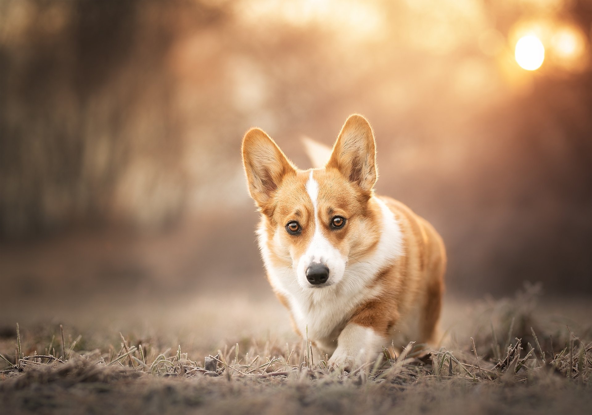 Download Dog Animal Corgi HD Wallpaper