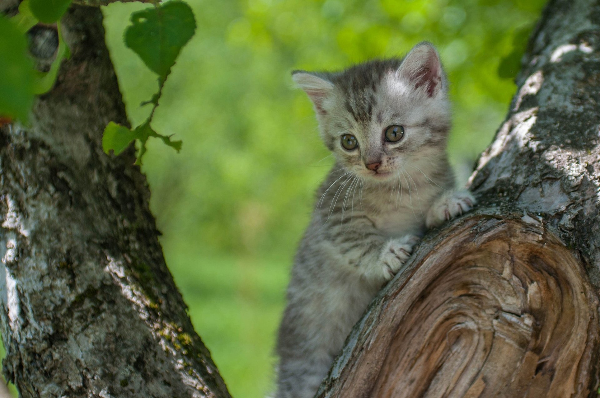 Adorable Kitten HD: Playful Baby Cat in Nature | 2048x1361 | Wallpaper ...