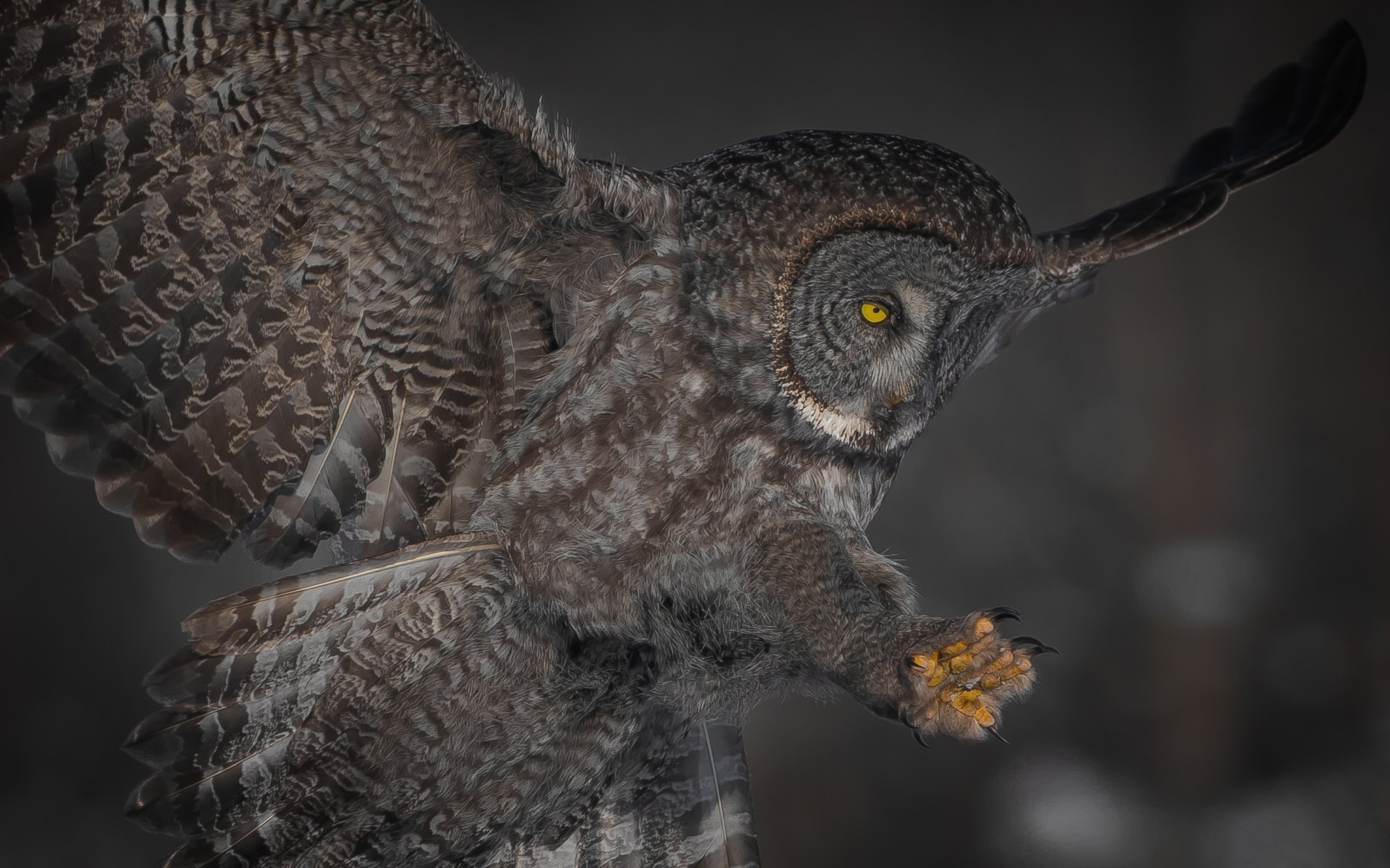 Download Bird Owl Animal Great Grey Owl HD Wallpaper | 2657x1661 ...