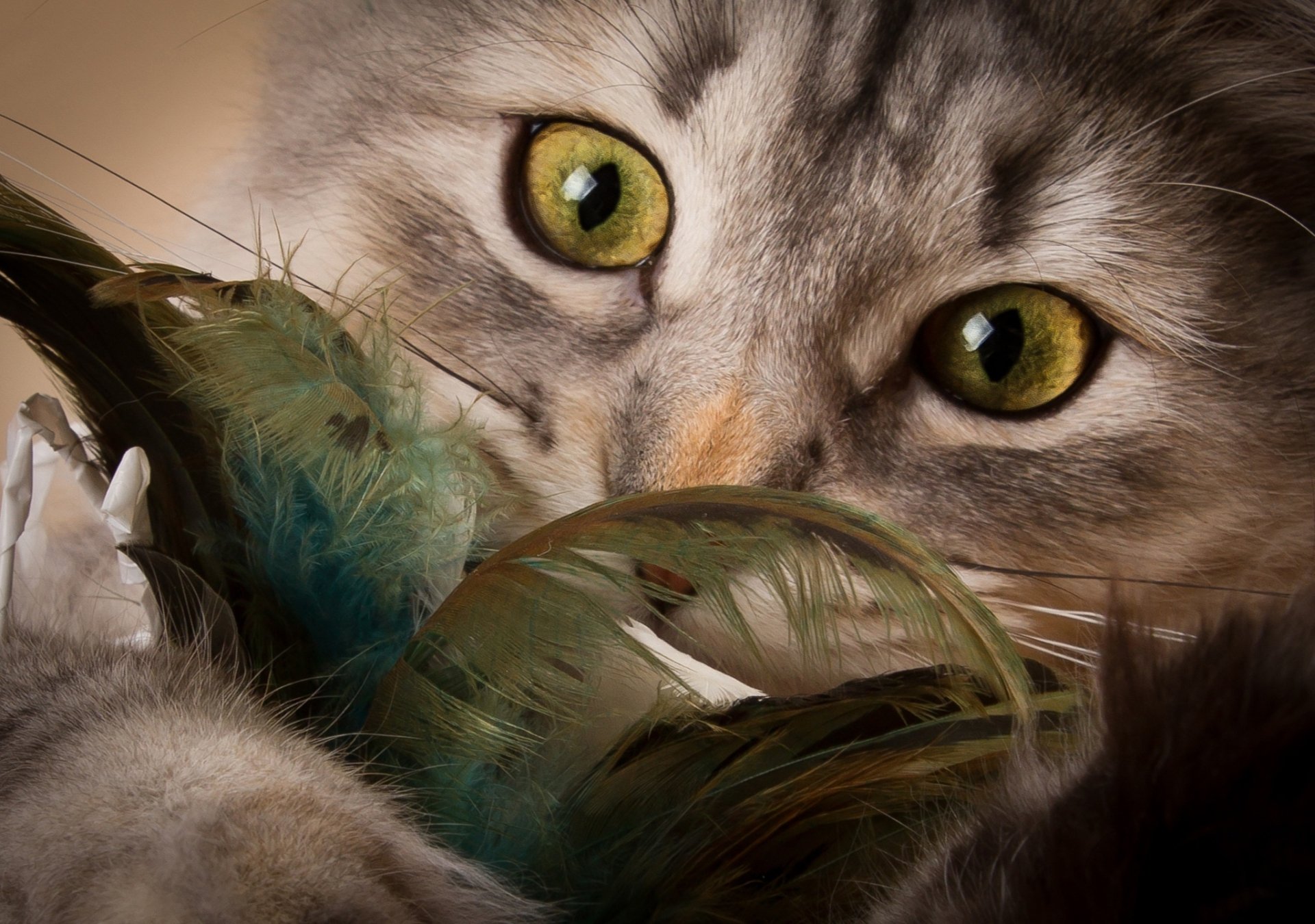 Download Stare Animal Cat HD Wallpaper