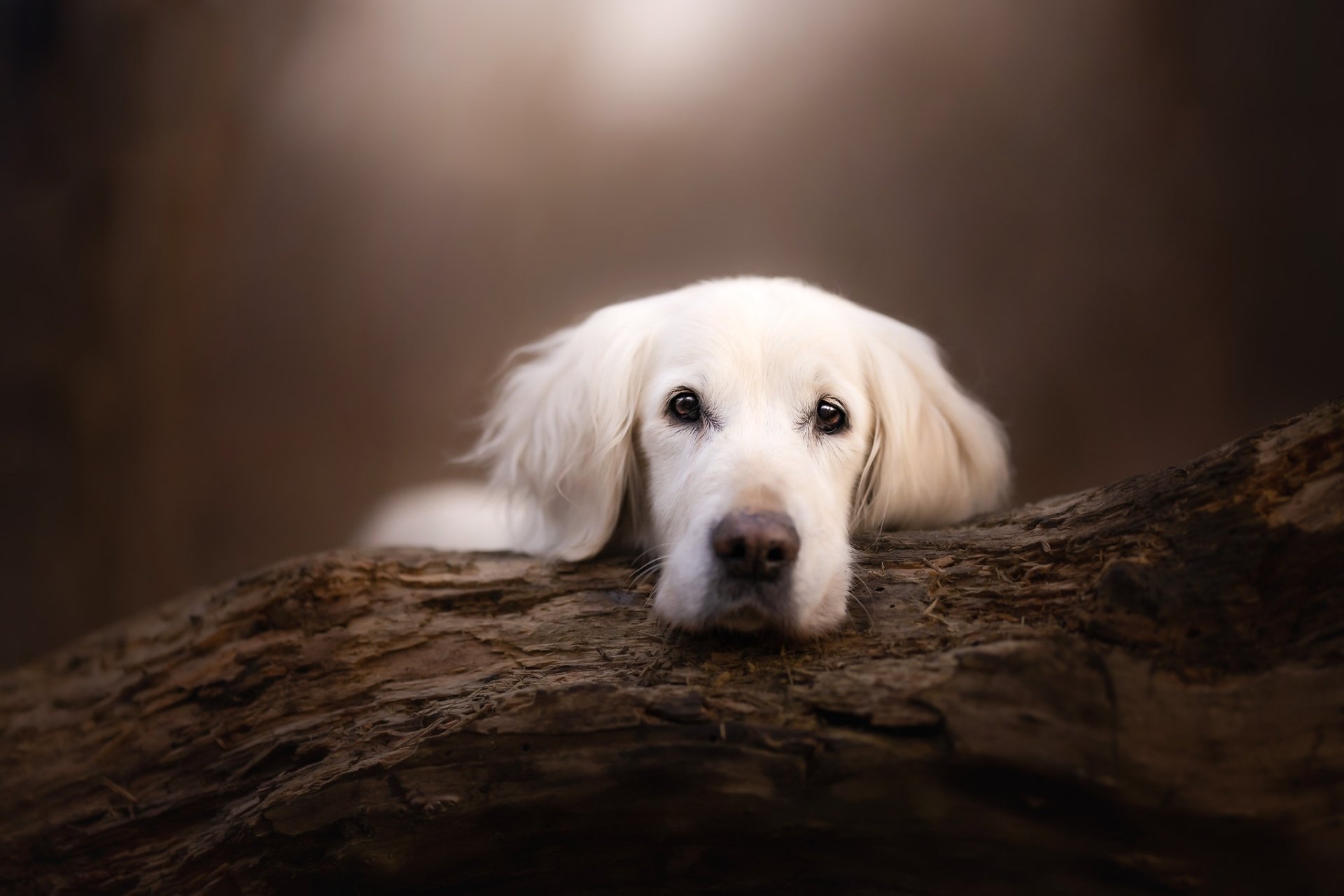 Download Stare Dog Animal Labrador Retriever HD Wallpaper