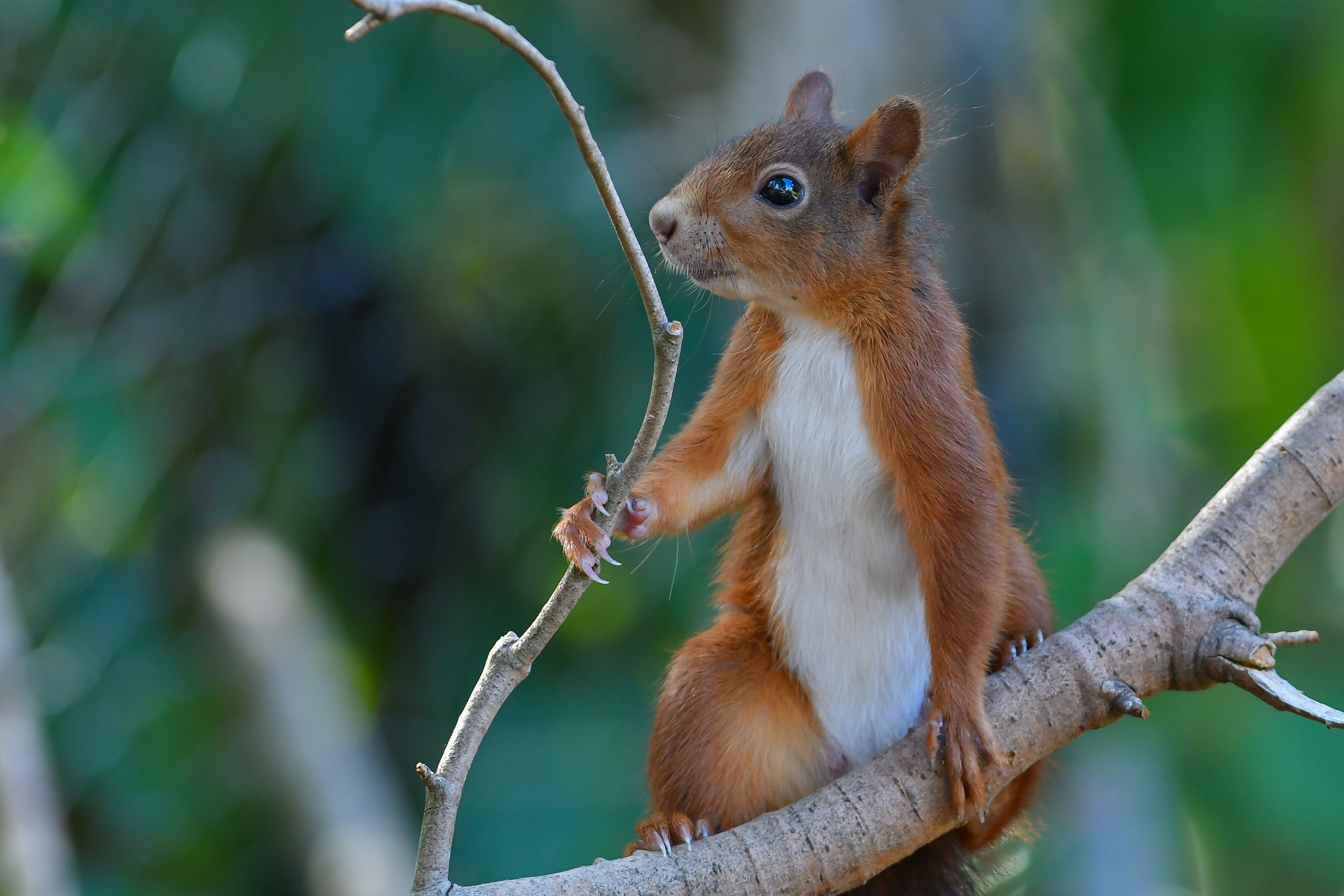 Download Rodent Animal Squirrel HD Wallpaper