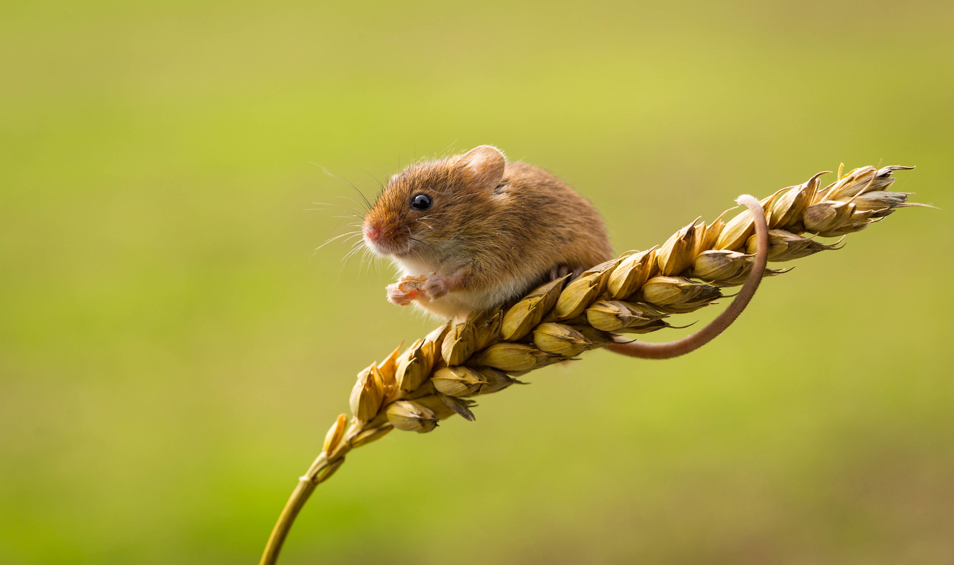Tiny Mouse Perch: HD Nature Wallpaper