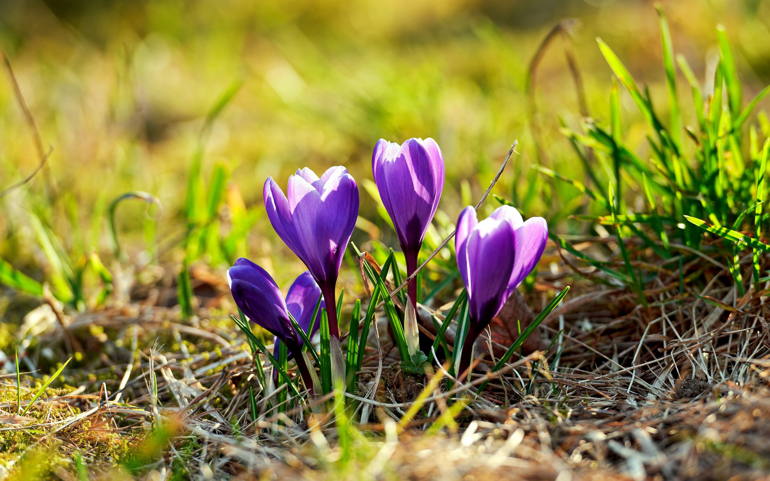 Download Purple Flower Nature Crocus HD Wallpaper