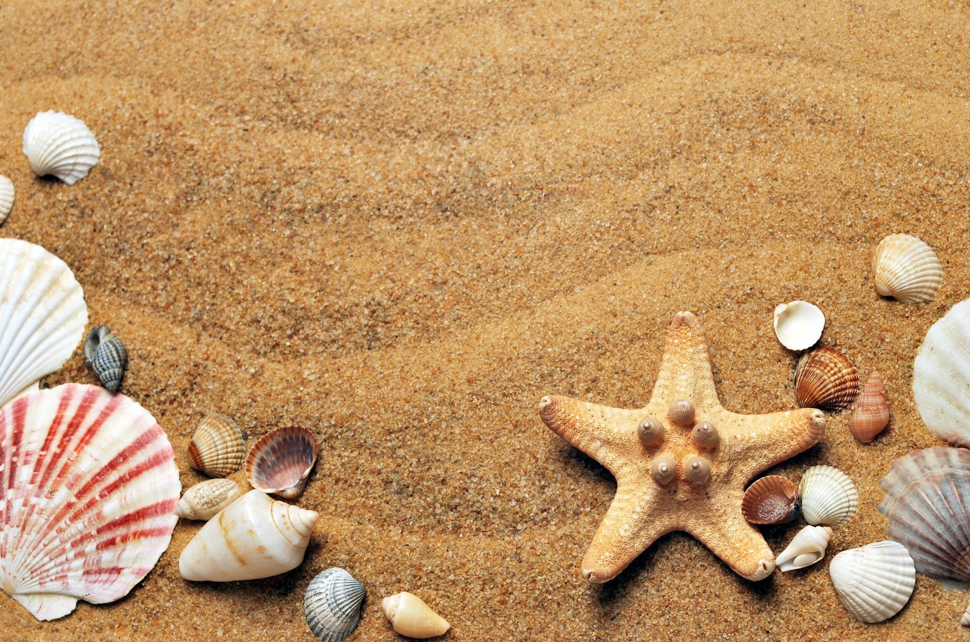Download Starfish Sand Nature Shell 4k Ultra HD Wallpaper