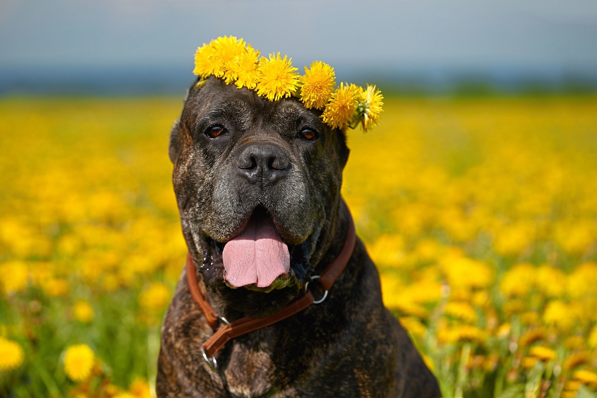Download Depth Of Field Dog Animal Cane Corso HD Wallpaper by Oksana ...