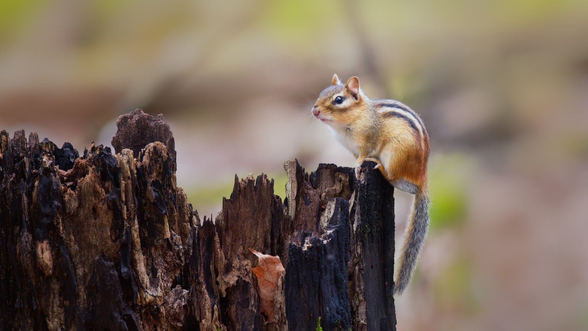 Chipmunk HD Wallpaper