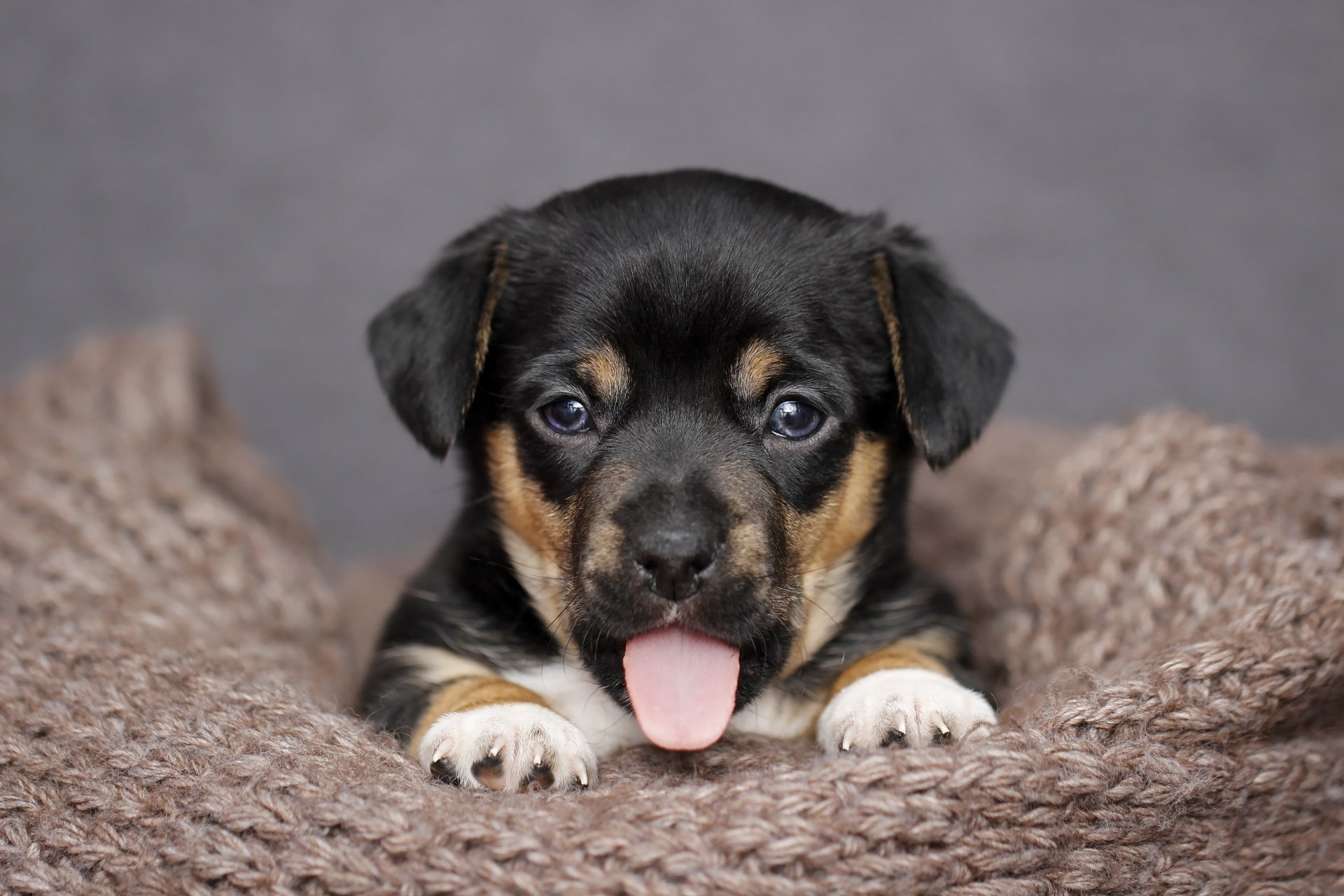 Download Baby Animal Dog Animal Puppy HD Wallpaper | 2592x1728 ...