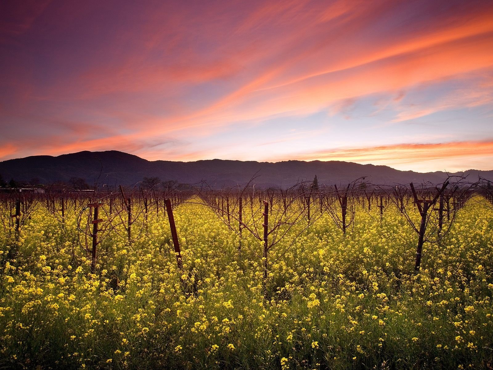 Download Nature Field Wallpaper | 1600x1200 | Wallpaper Abyss