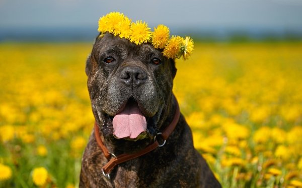 Cane Corso - Desktop Wallpapers, Phone Wallpaper, PFP, Gifs, and More!
