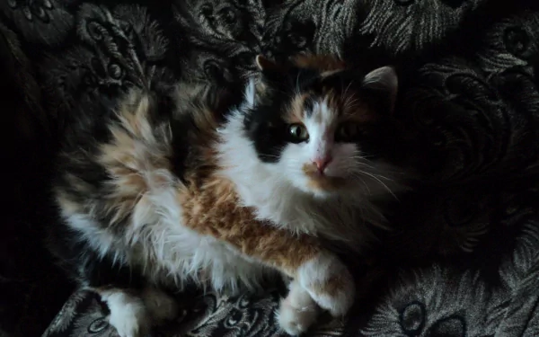 Calico Cat Wallpapers