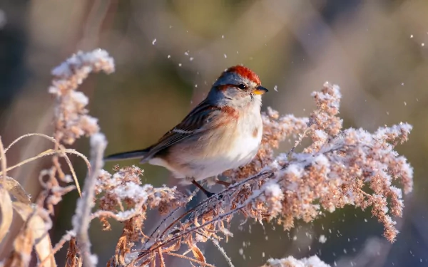 HD Wallpaper of Lesser Redpolls in Nature by Phil Winter