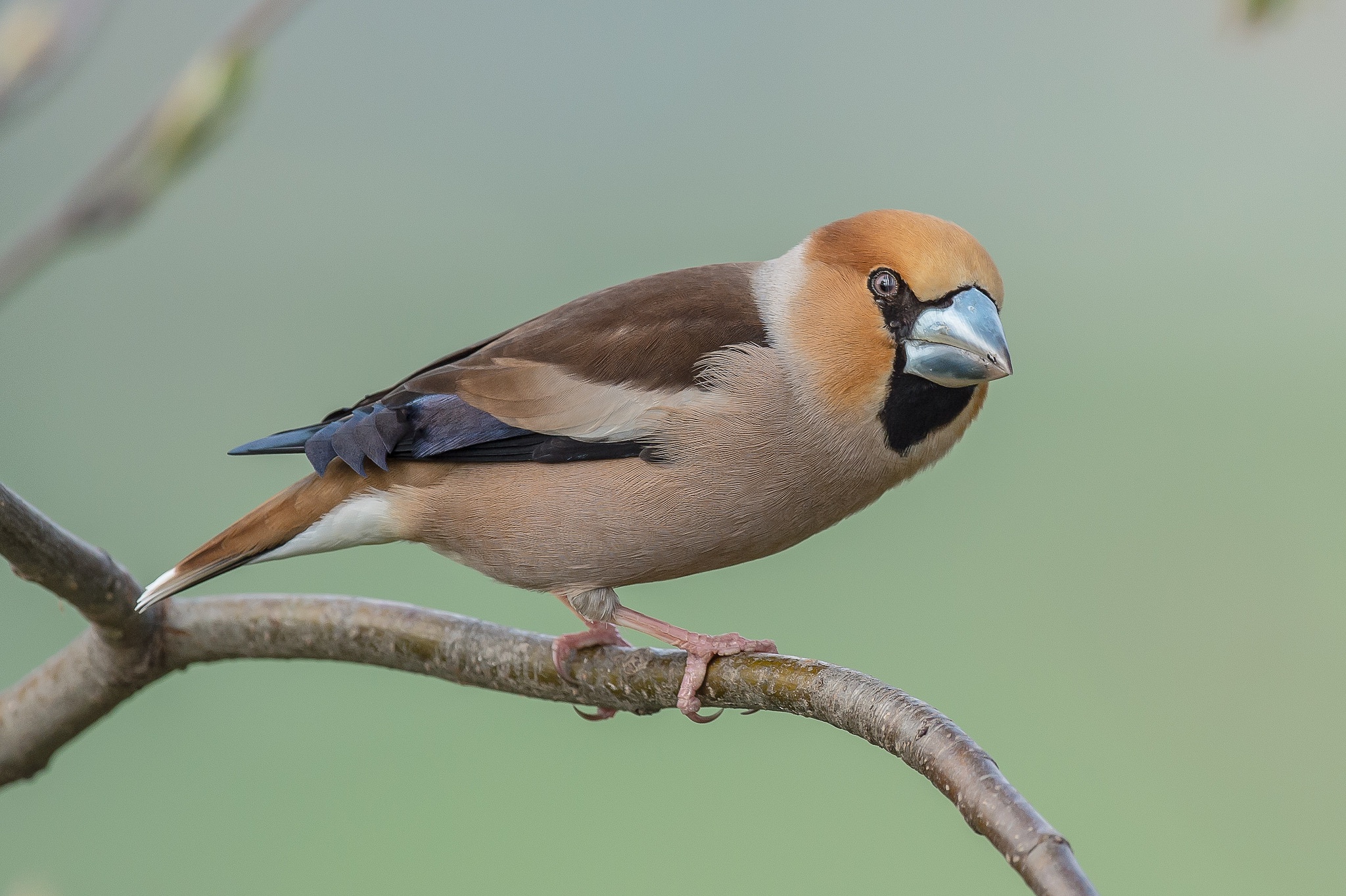 Animal Hawfinch HD Wallpaper