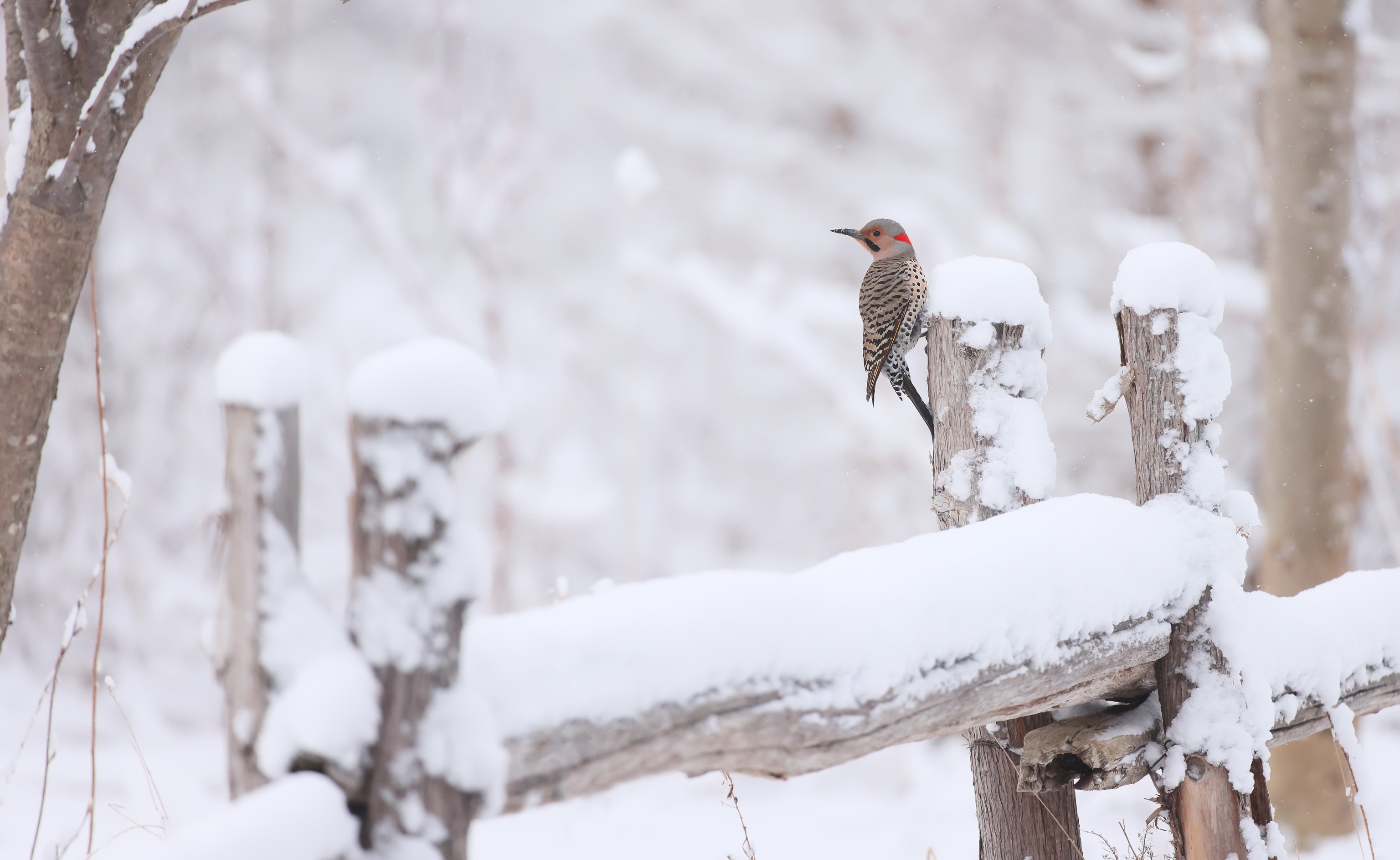 Download Northern Flicker Snow Winter Animal Bird HD Wallpaper