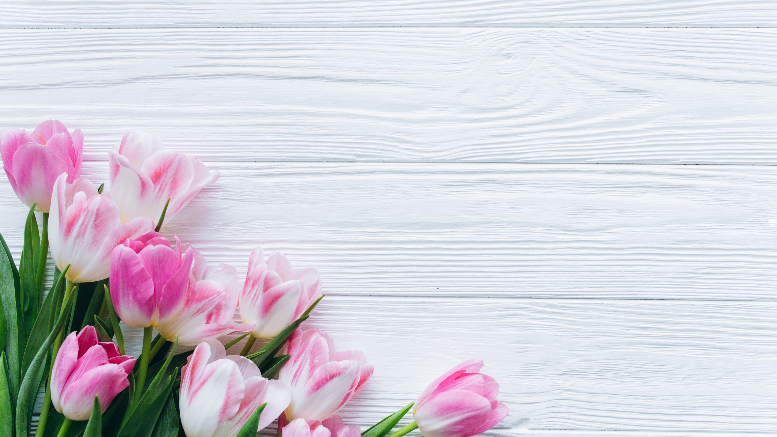 Download Tulip Man Made Flower HD Wallpaper