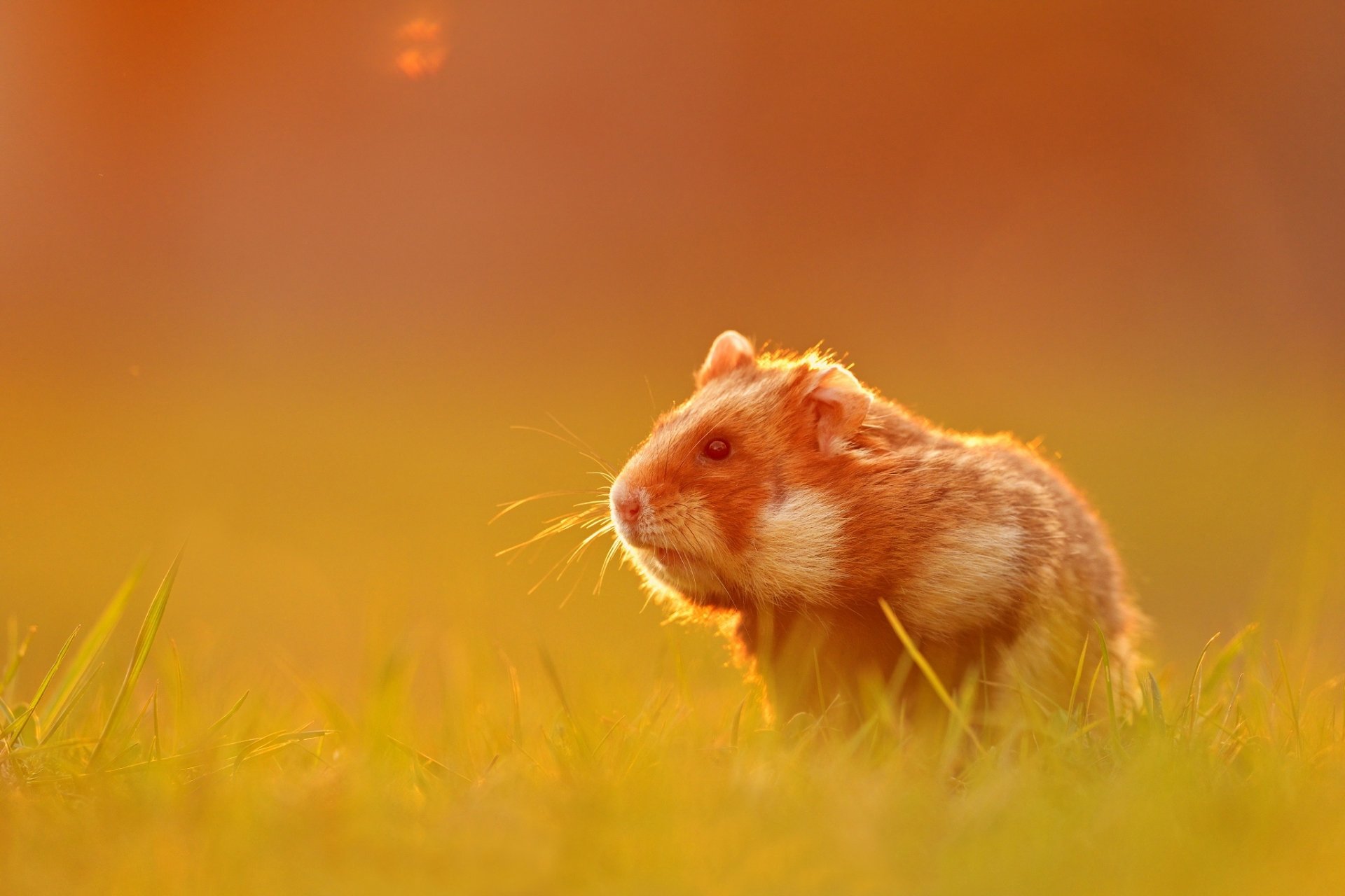 Golden Hour Hamster: HD Rodent Wallpaper in Warm Light | 2048x1365 ...