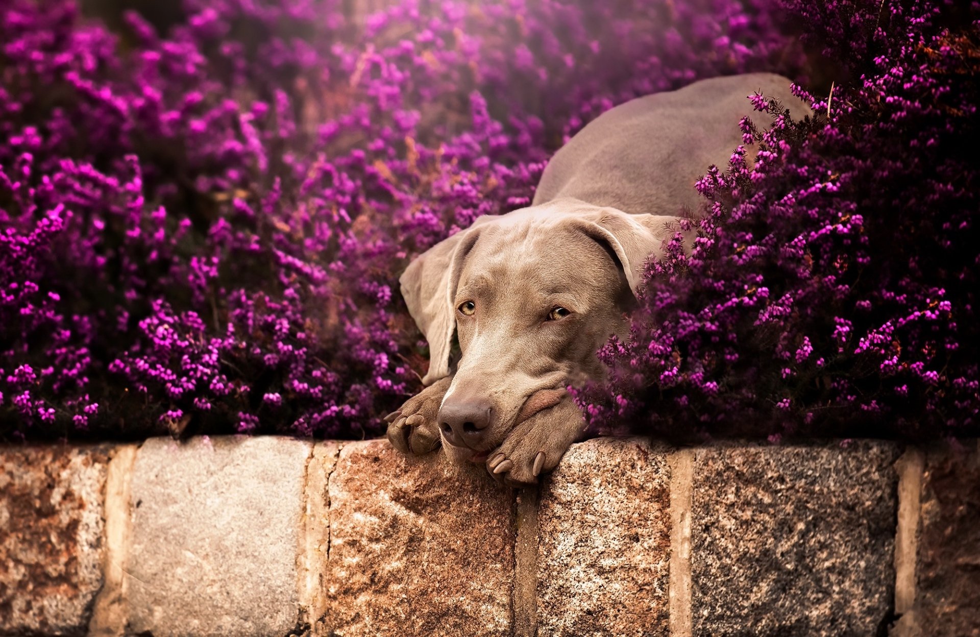 Download Purple Flower Dog Animal Weimaraner HD Wallpaper | 2000x1300 ...