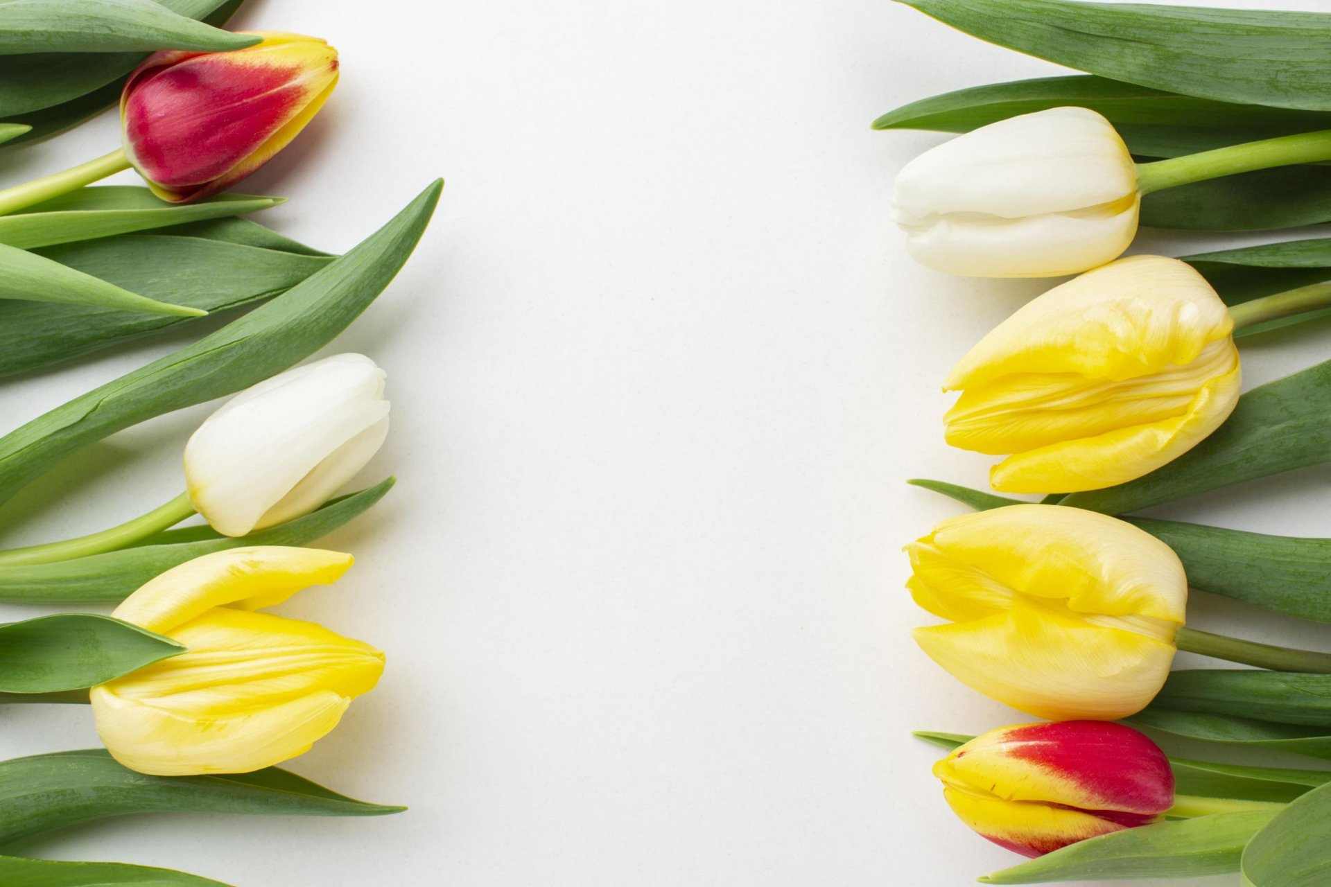 Download Tulip Man Made Flower HD Wallpaper