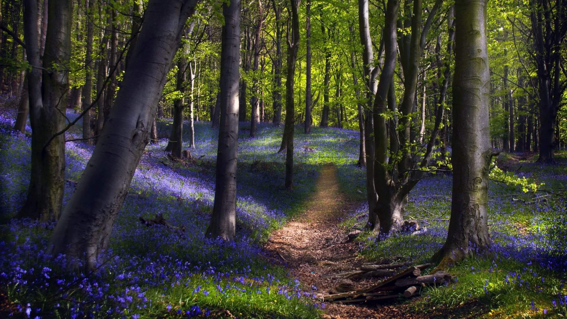 Download Nature Flower Forest Path 4k Ultra HD Wallpaper