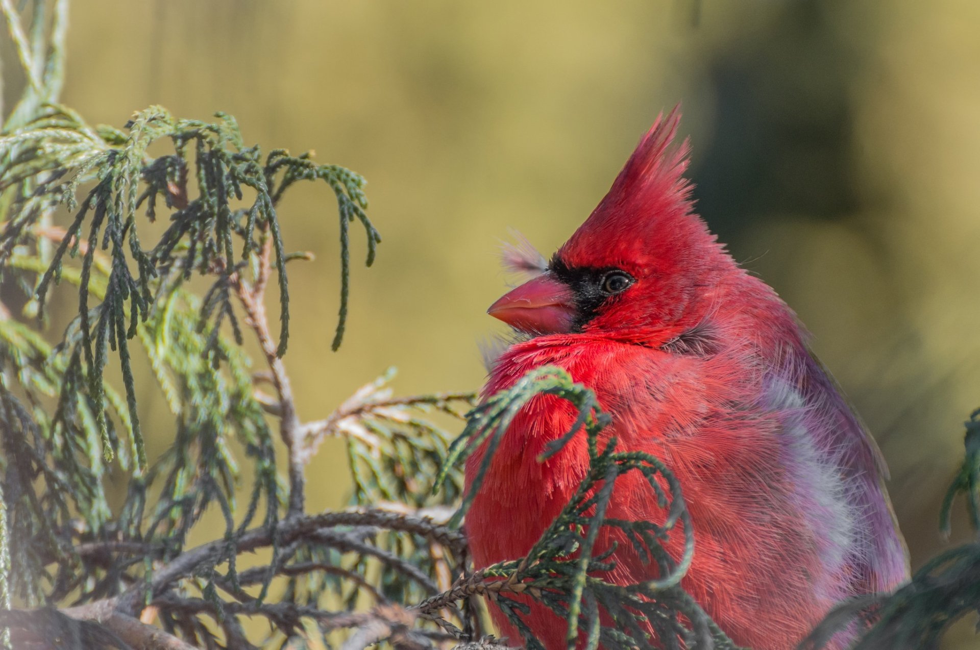 Download Bird Animal Cardinal HD Wallpaper