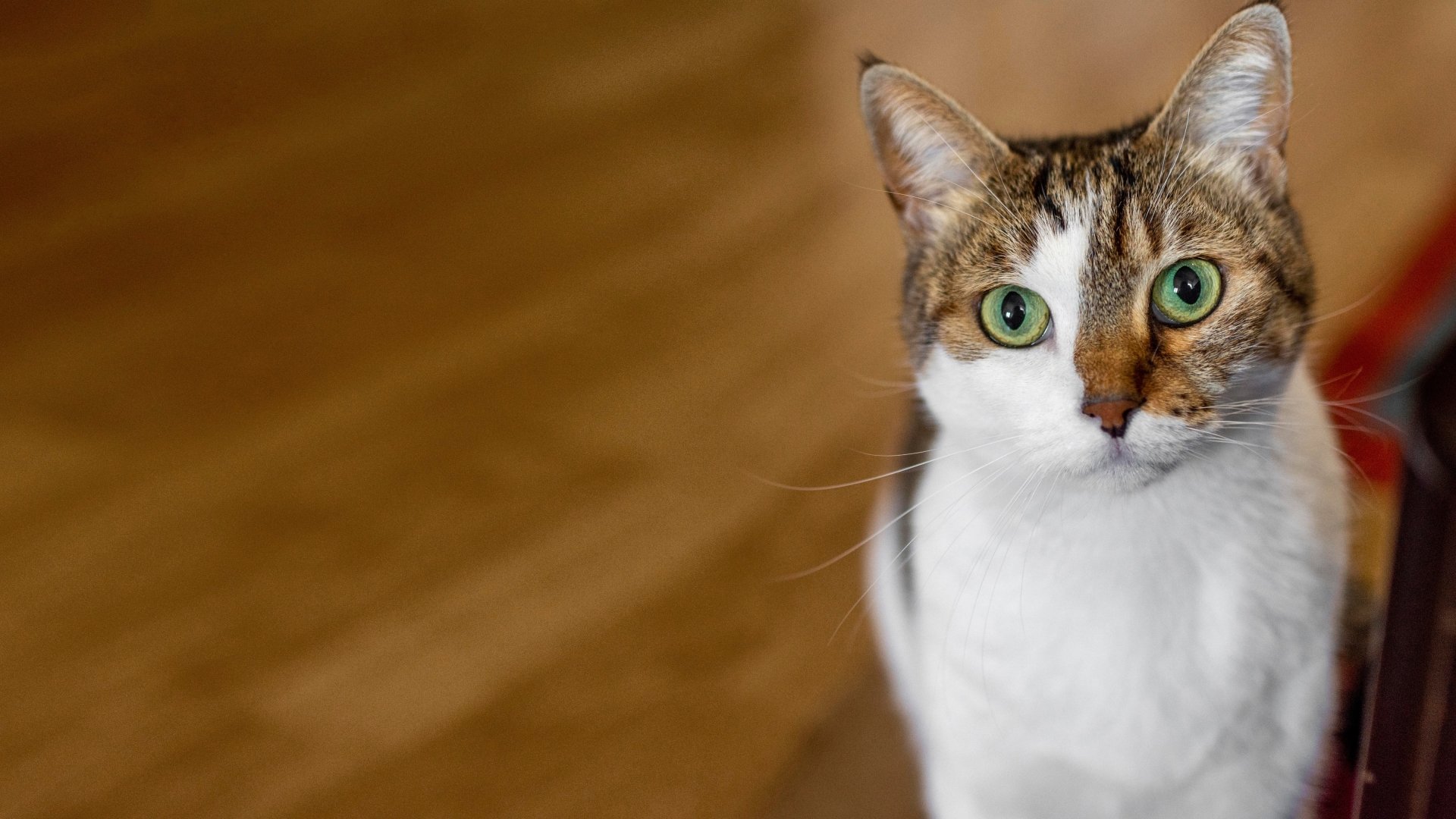 Download Stare Animal Cat 4k Ultra HD Wallpaper