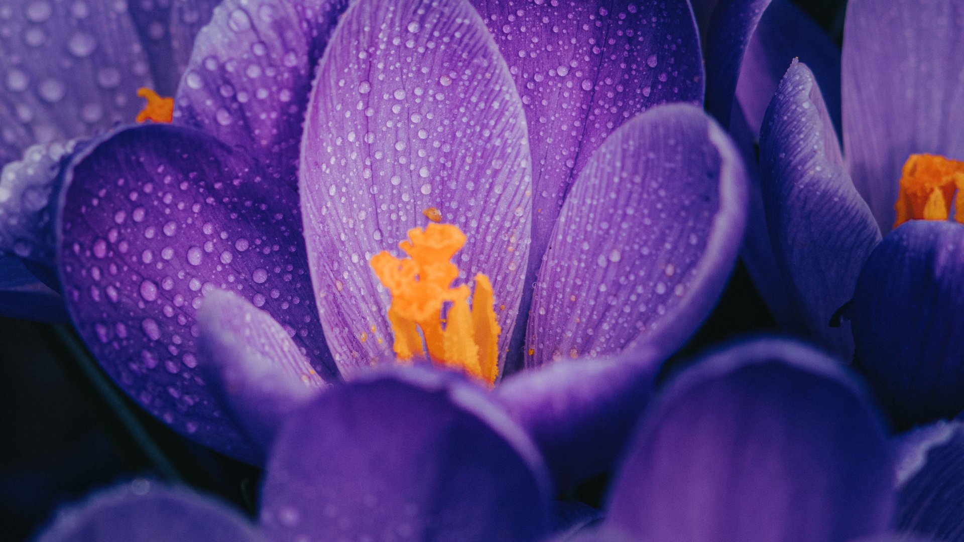 Download Water Drop Flower Macro Purple Nature Crocus 4k Ultra HD ...