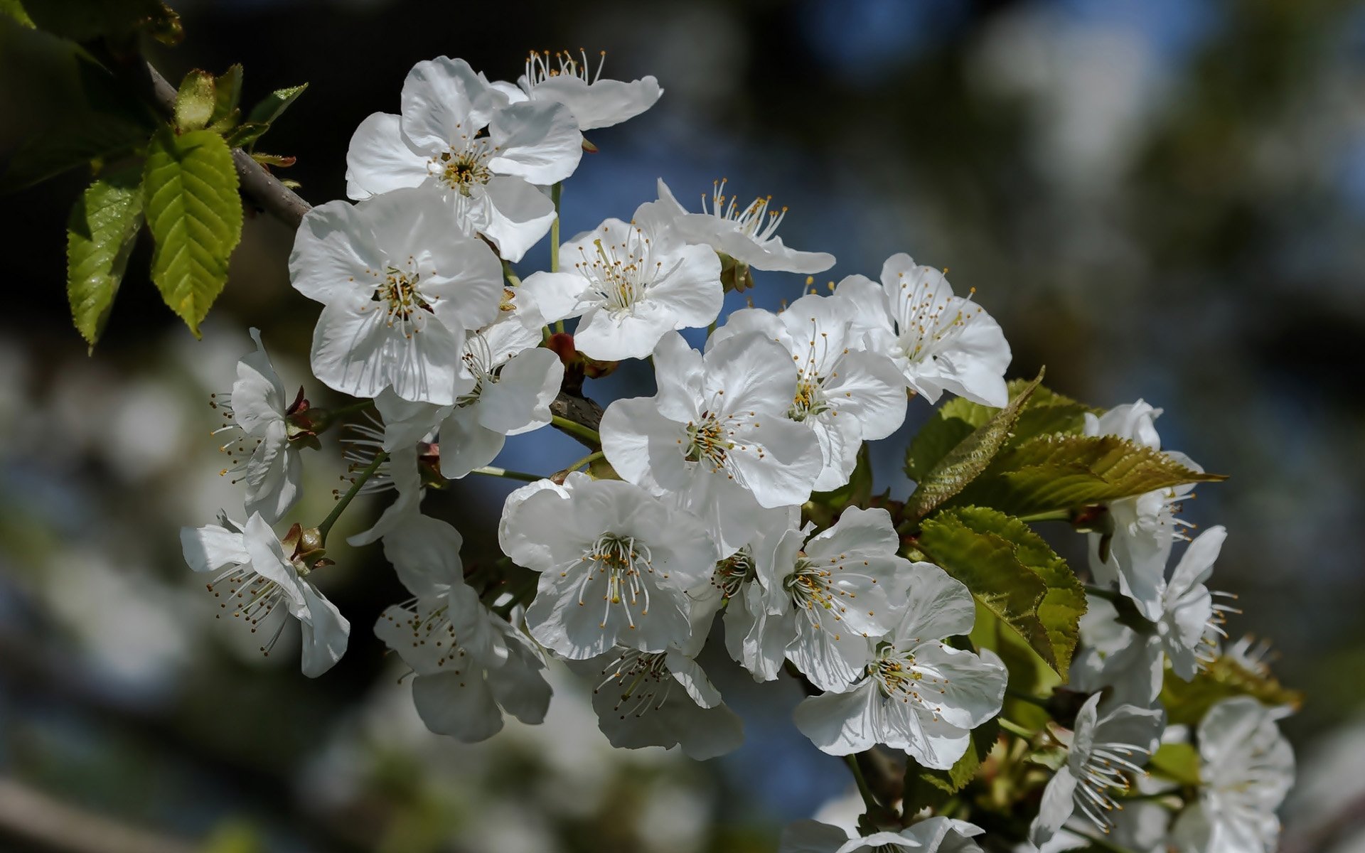 Pure White Sakura Blossom — HD Nature Wallpaper | 1920x1200 | Wallpaper ...