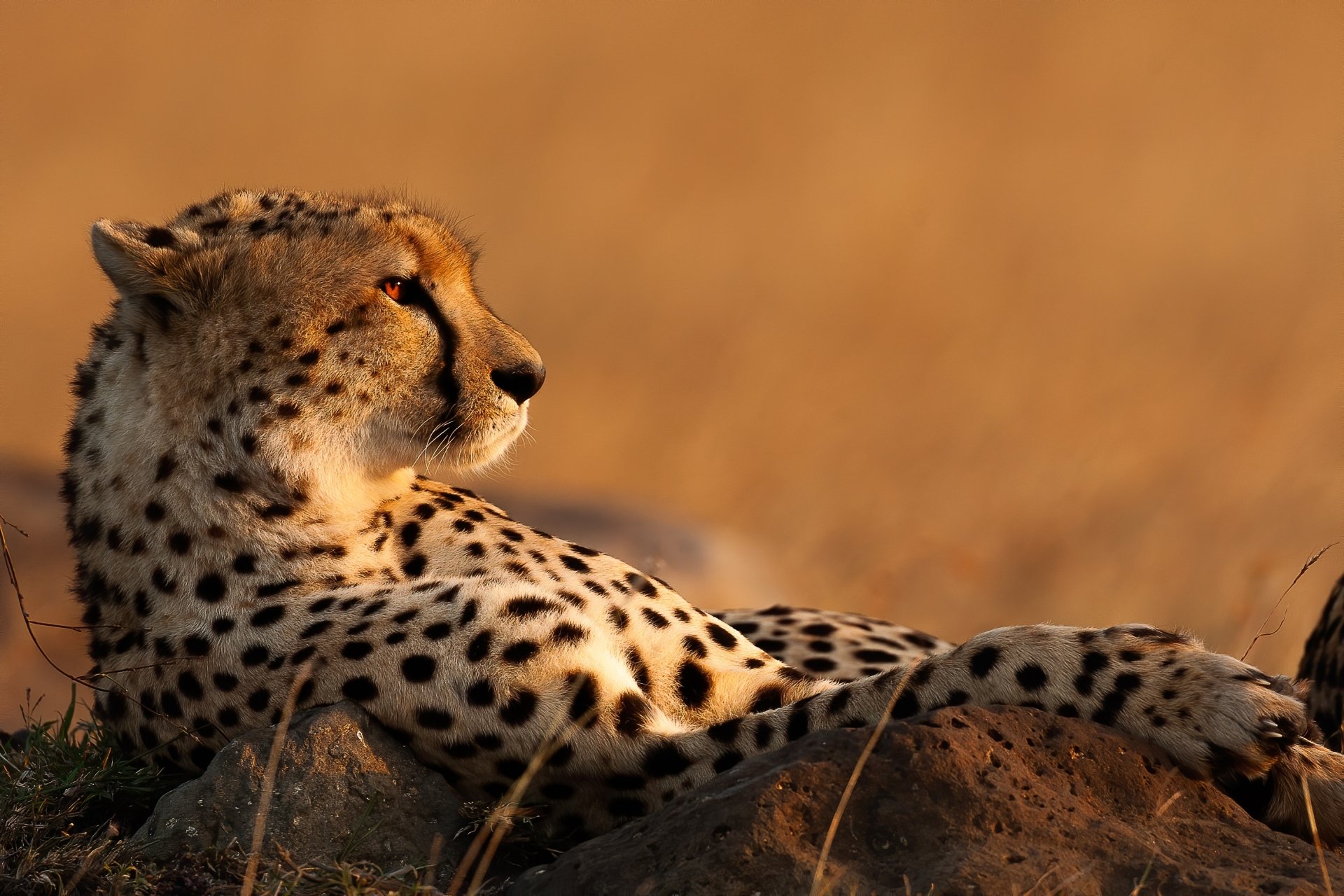 Download Animal Cheetah HD Wallpaper