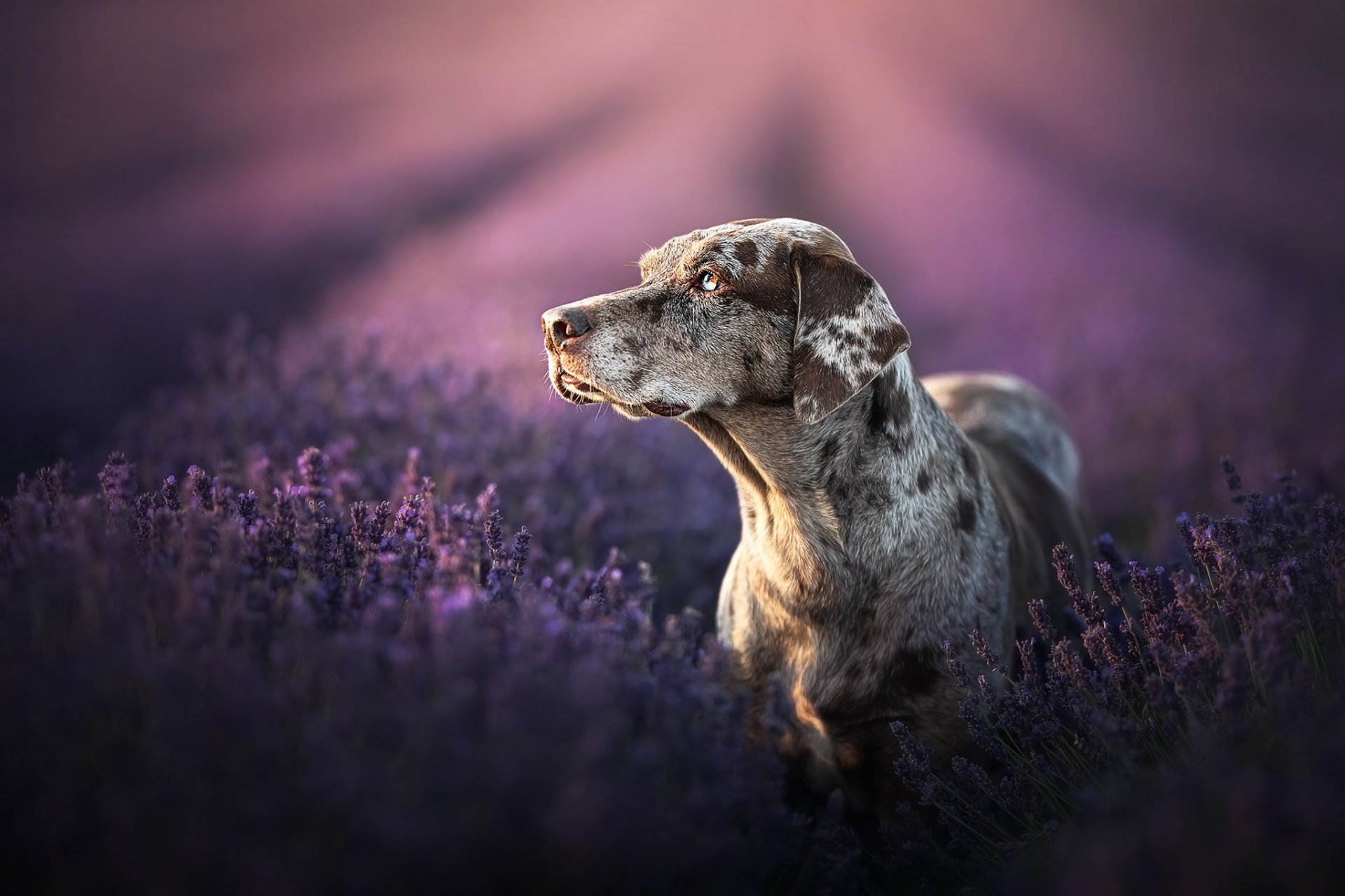 Download Lavender Dog Animal Pointer HD Wallpaper