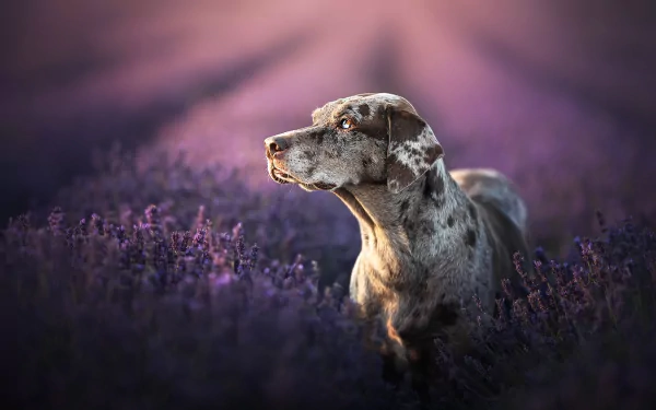 Download Mountain Dog Animal Pointer HD Wallpaper