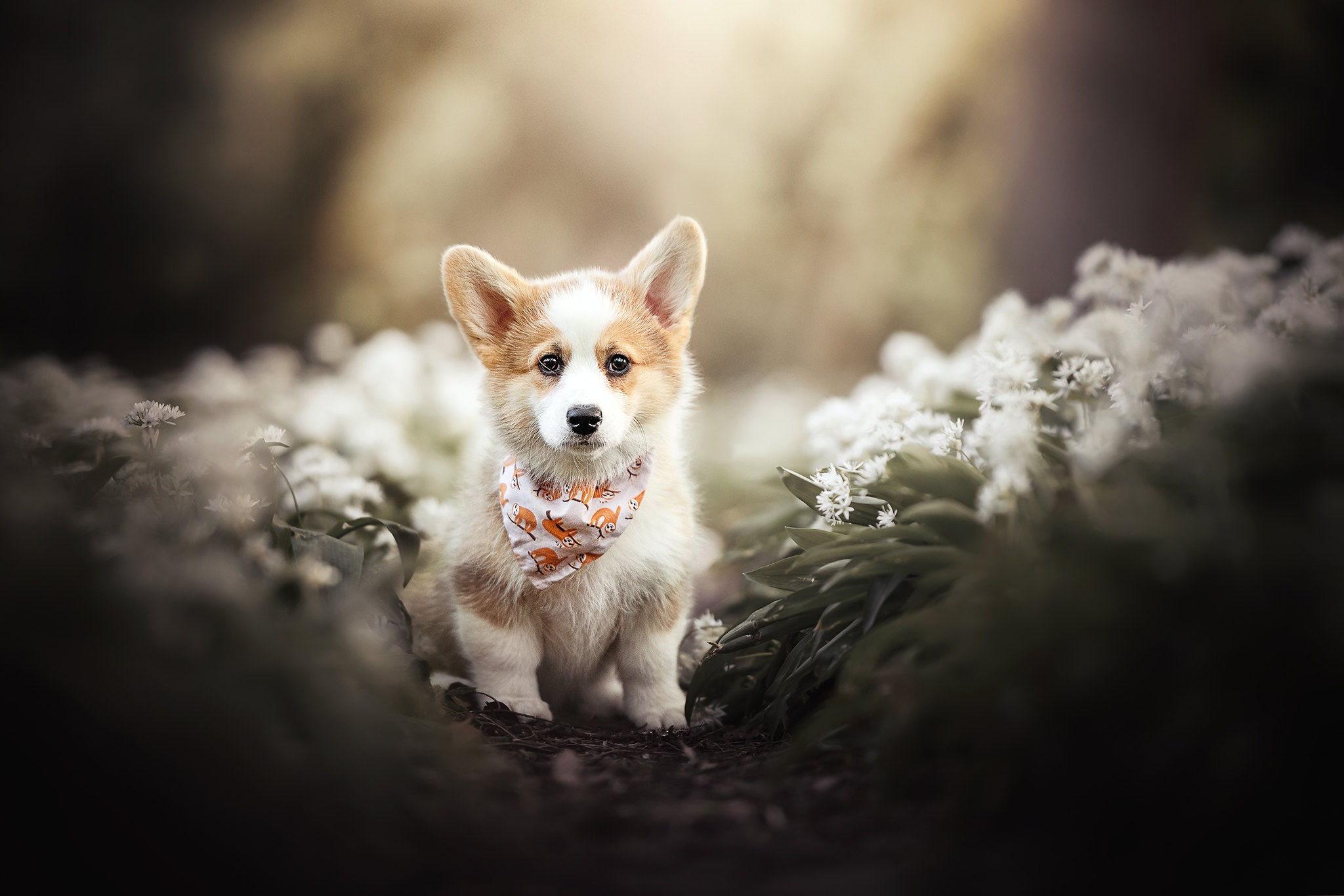 Corgi HD Wallpaper