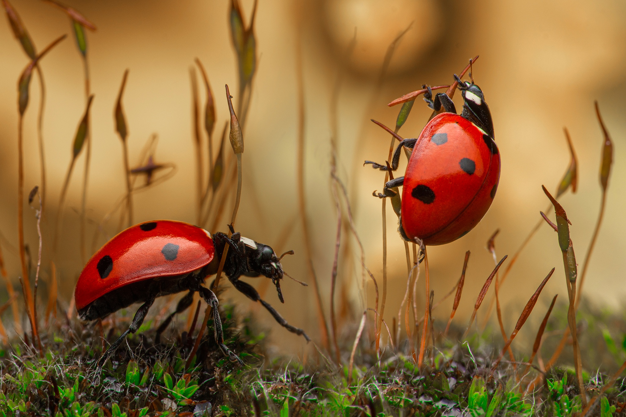 Download Insect Macro Animal Ladybug HD Wallpaper
