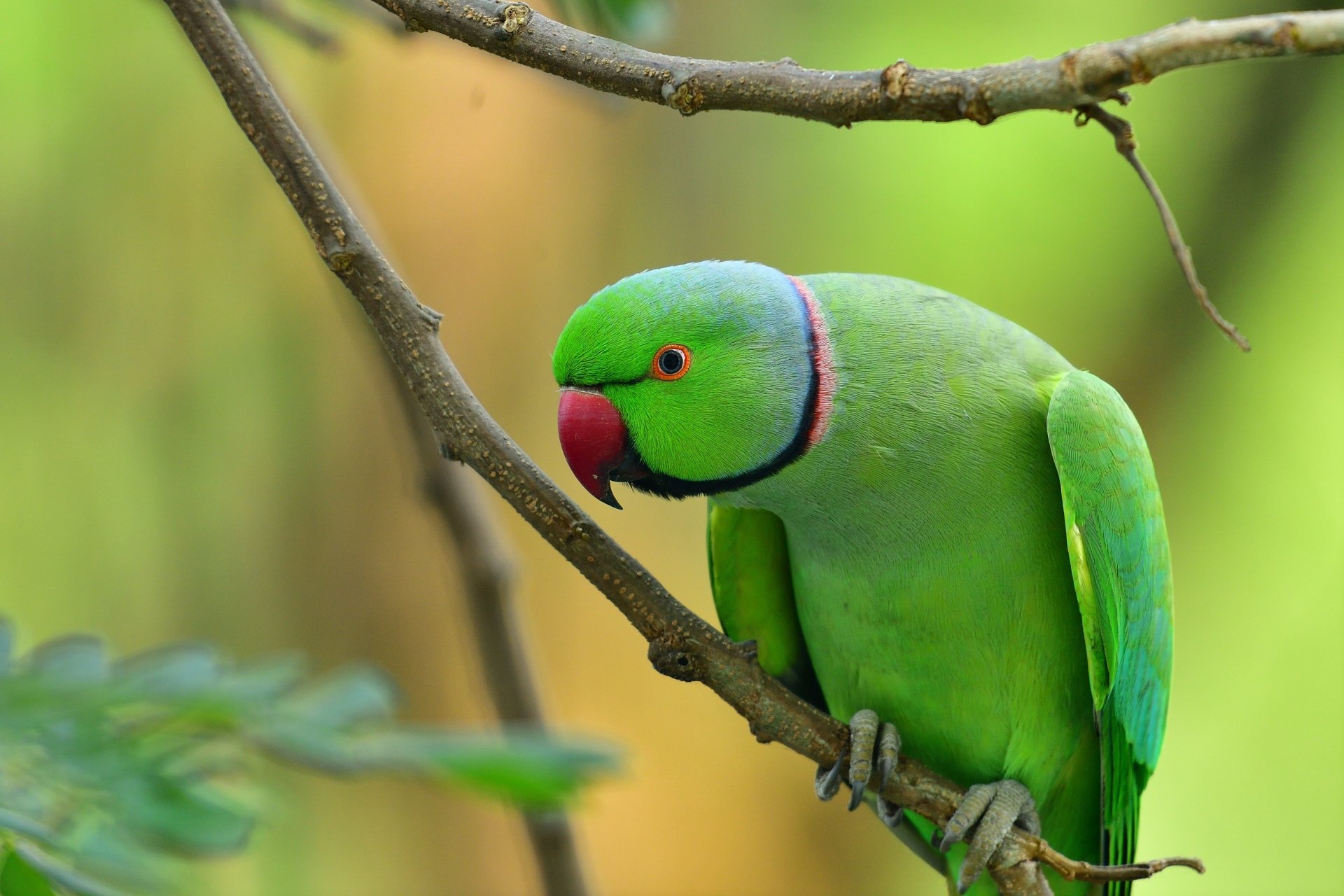 Download Bird Animal Rose-ringed Parakeet 4k Ultra HD Wallpaper by ...